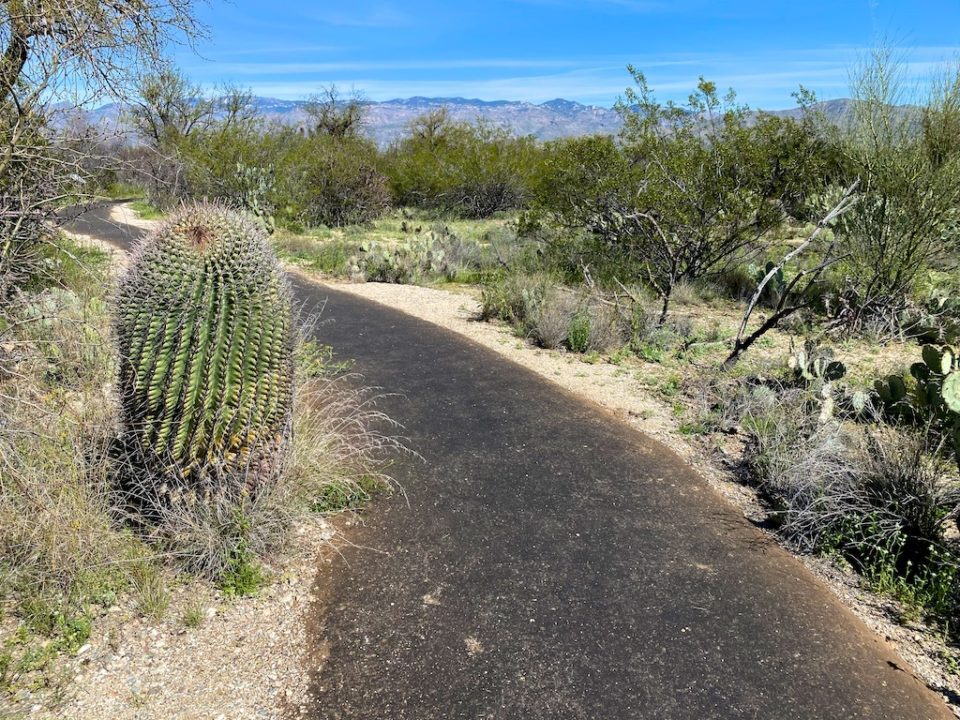 Desert Ecology Trail at Saguaro National Park Review [2020] - UponArriving