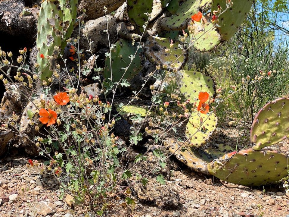 Cactus Forest Trail & Lime Falls Hike Review Saguaro National Park ...