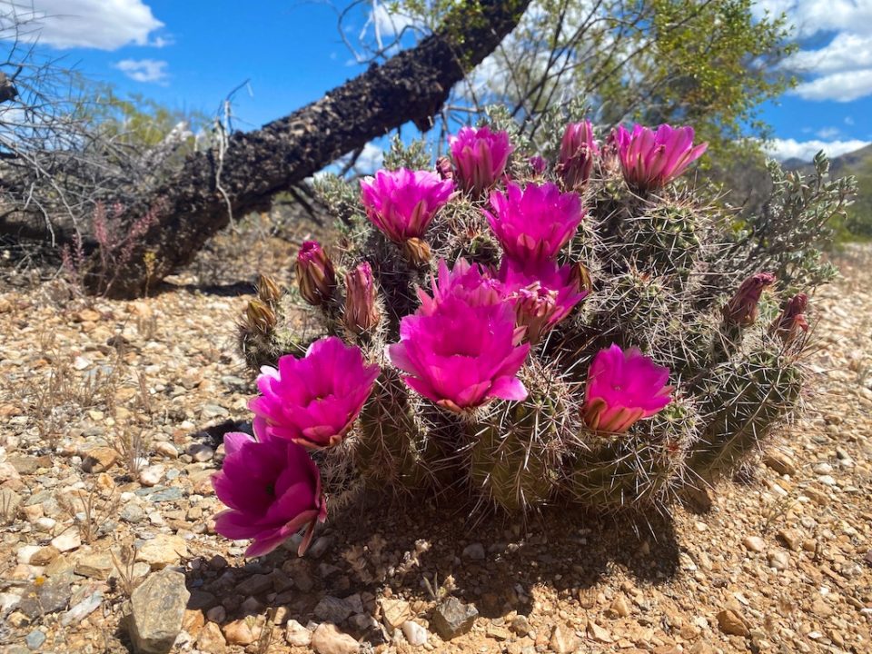 Cactus Forest Trail & Lime Falls Hike Review Saguaro National Park ...