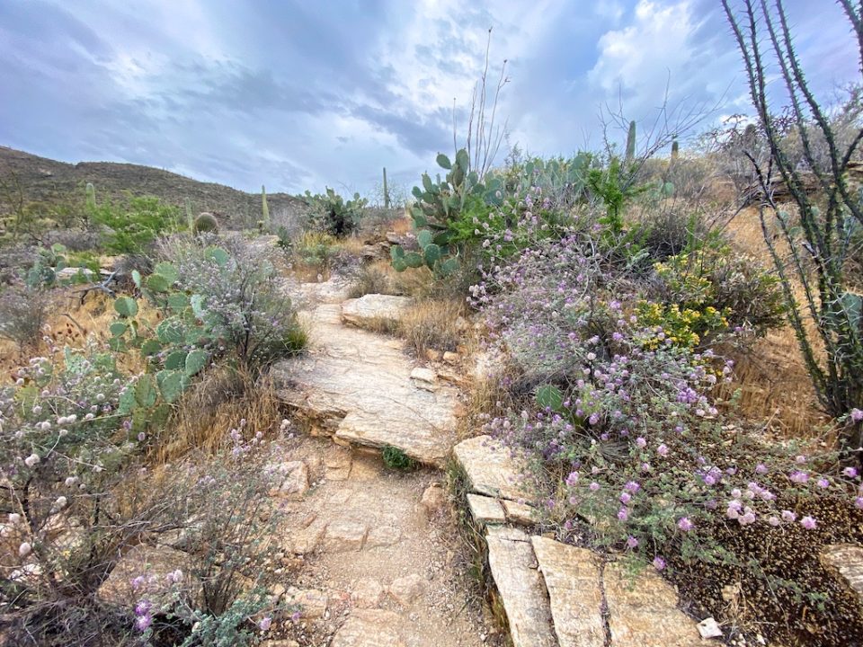 Tanque Verde Ridge Trail Hike Review | Saguaro National Park - UponArriving