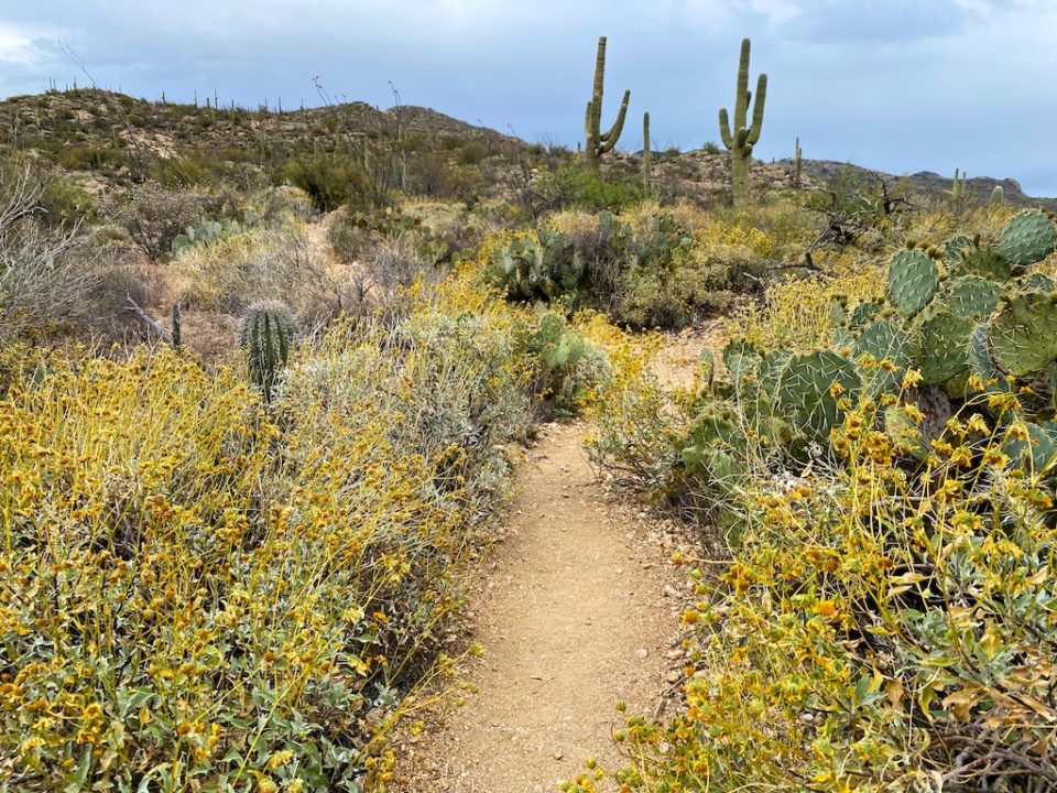 Tanque Verde Ridge Trail Hike Review | Saguaro National Park - UponArriving