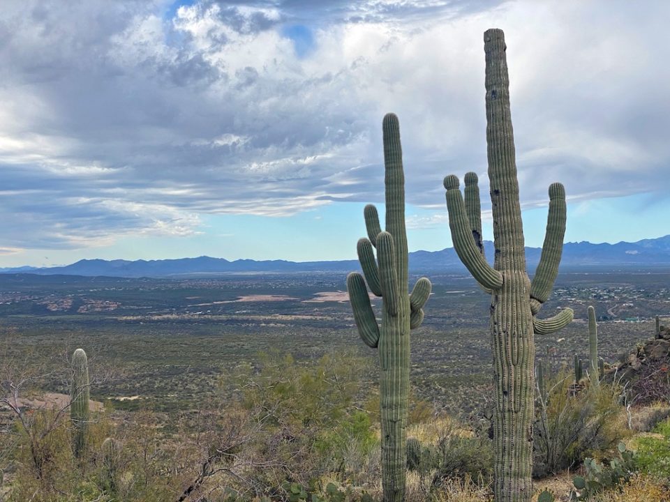 Tanque Verde Ridge Trail Hike Review | Saguaro National Park - UponArriving