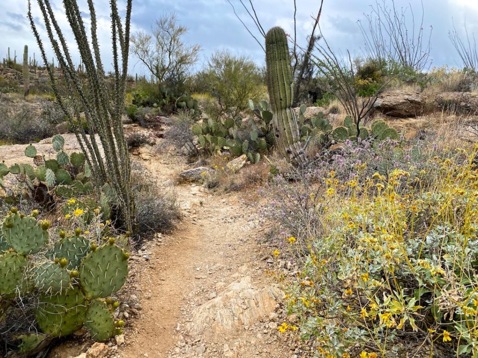 Tanque Verde Ridge Trail Hike Review | Saguaro National Park - UponArriving