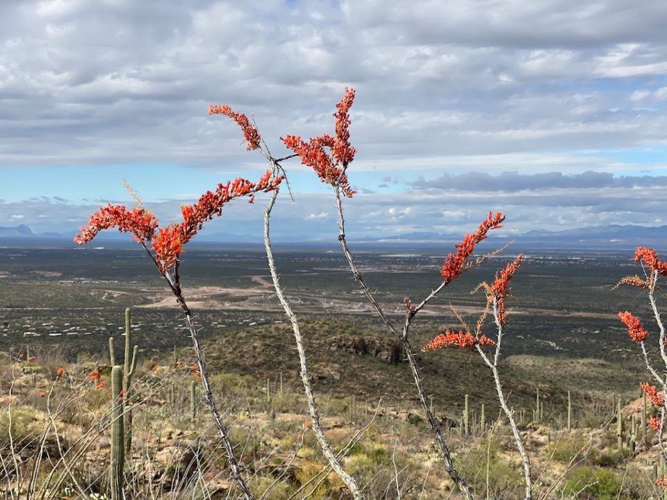 Tanque Verde Ridge Trail Hike Review | Saguaro National Park - UponArriving