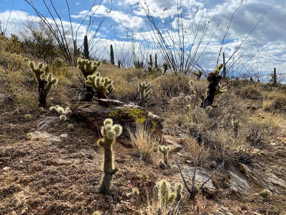 Tanque Verde Ridge Trail Hike Review | Saguaro National Park - UponArriving