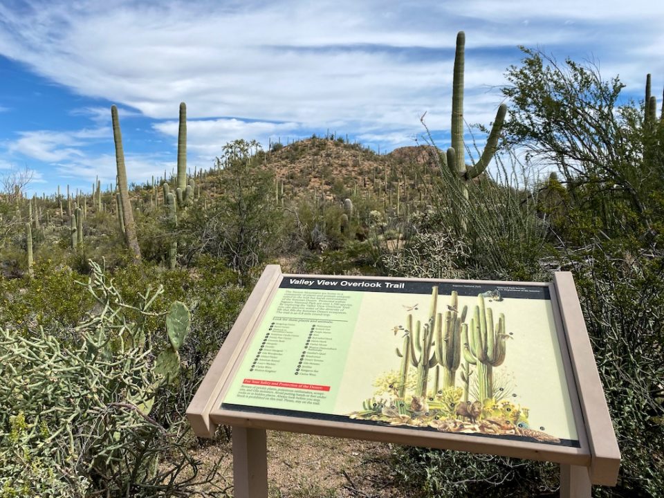 Valley View Overlook Trail | West Saguaro National Park - UponArriving