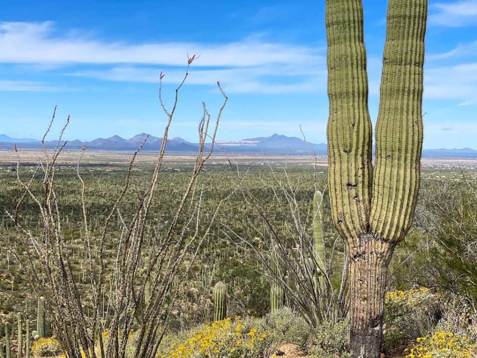 Valley View Overlook Trail | West Saguaro National Park - UponArriving
