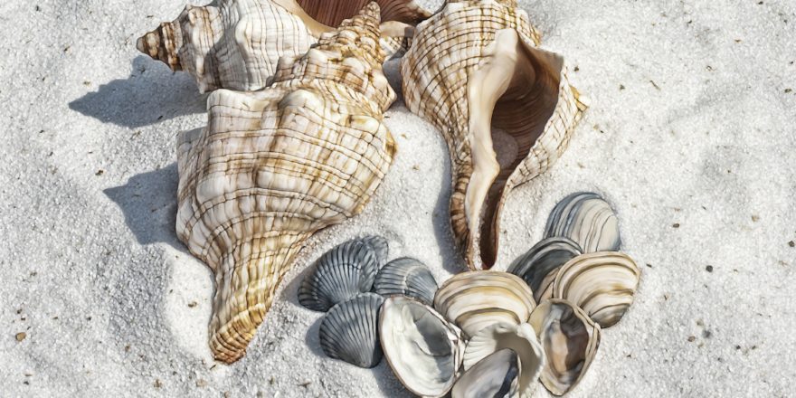 Ultimate Guide to Cleaning Seashells [2021] - UponArriving