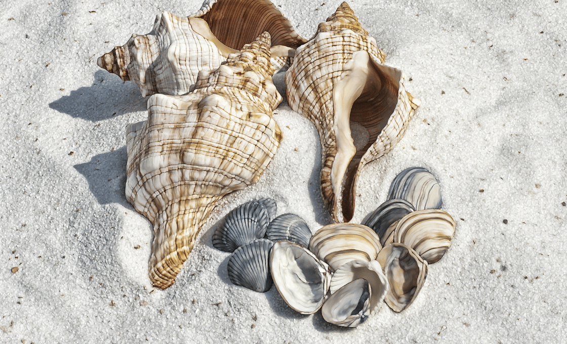 Ultimate Guide to Cleaning Seashells [2021] - UponArriving