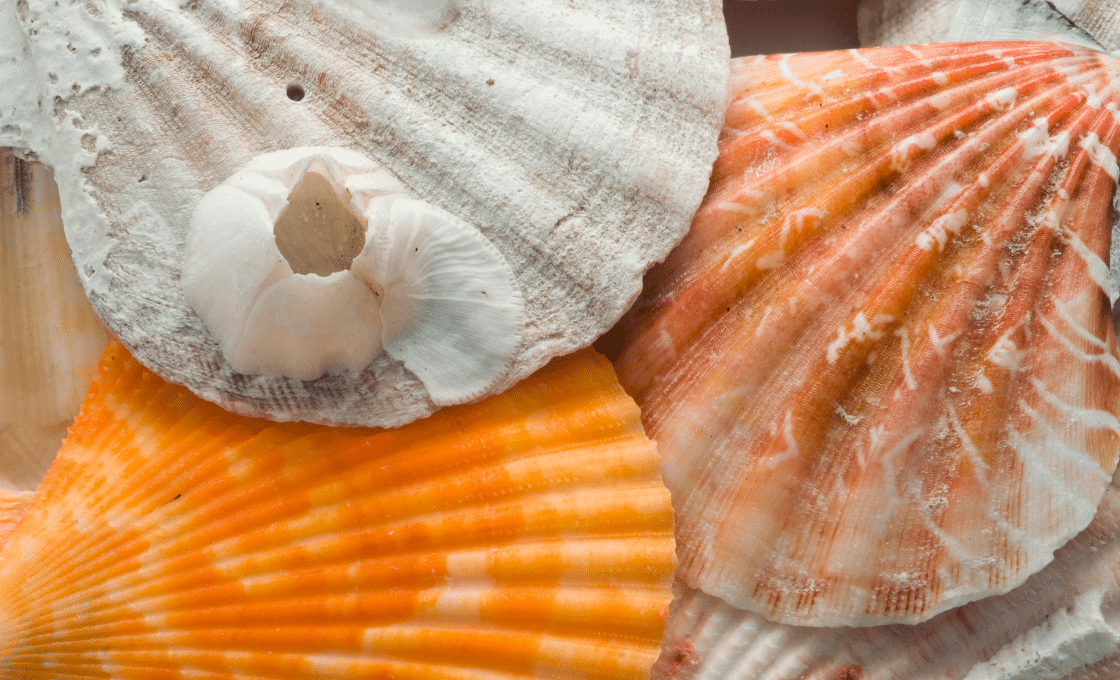 Ultimate Guide to Cleaning Seashells [2021] - UponArriving
