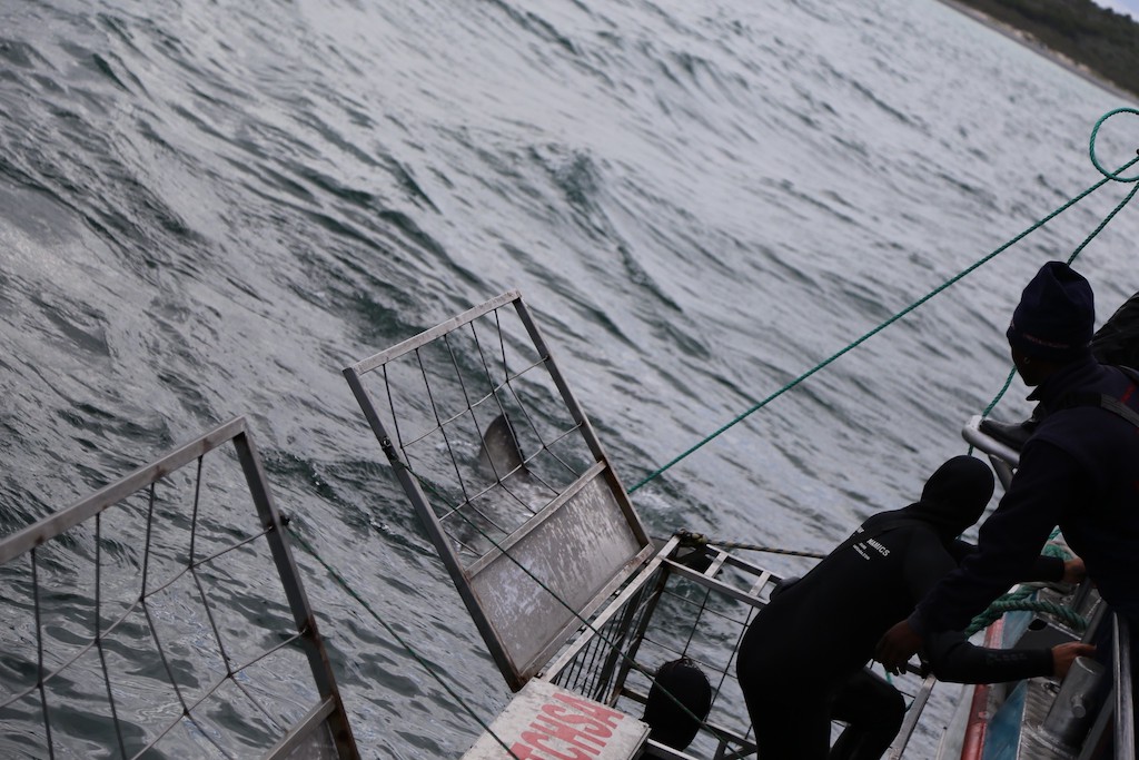 Claiming-into-shark-cage-in-water - UponArriving