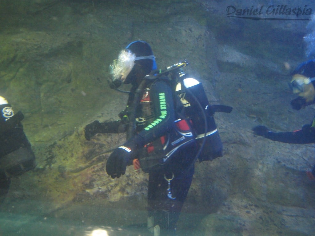 Scuba-divers-in-water-tank-at-Manly-Sea-Life-Sanctuary-4 - UponArriving