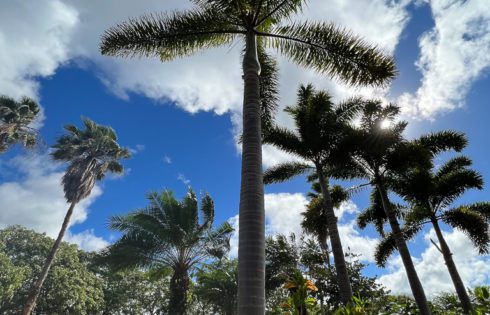 Dole-Plantation-131 - UponArriving