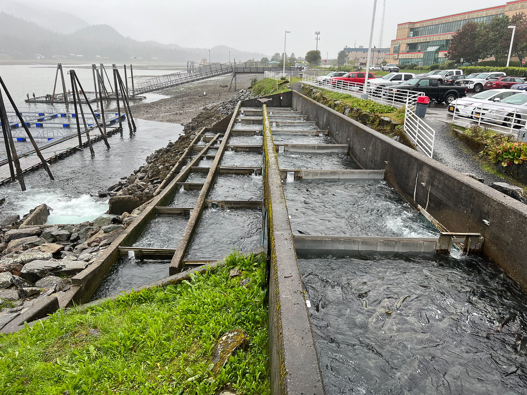 Juneau's Salmon Hatchery Review: Worth It? - UponArriving