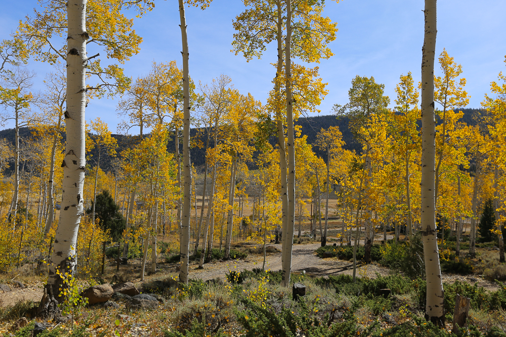 Visiting Pando Aspen Forest Ultimate Guide - UponArriving