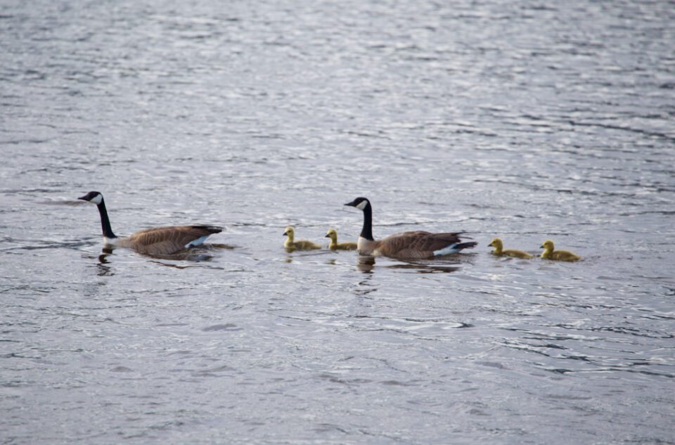 Discovering the Beauty of Lake Estes: A Guide to Scenic Trails and ...