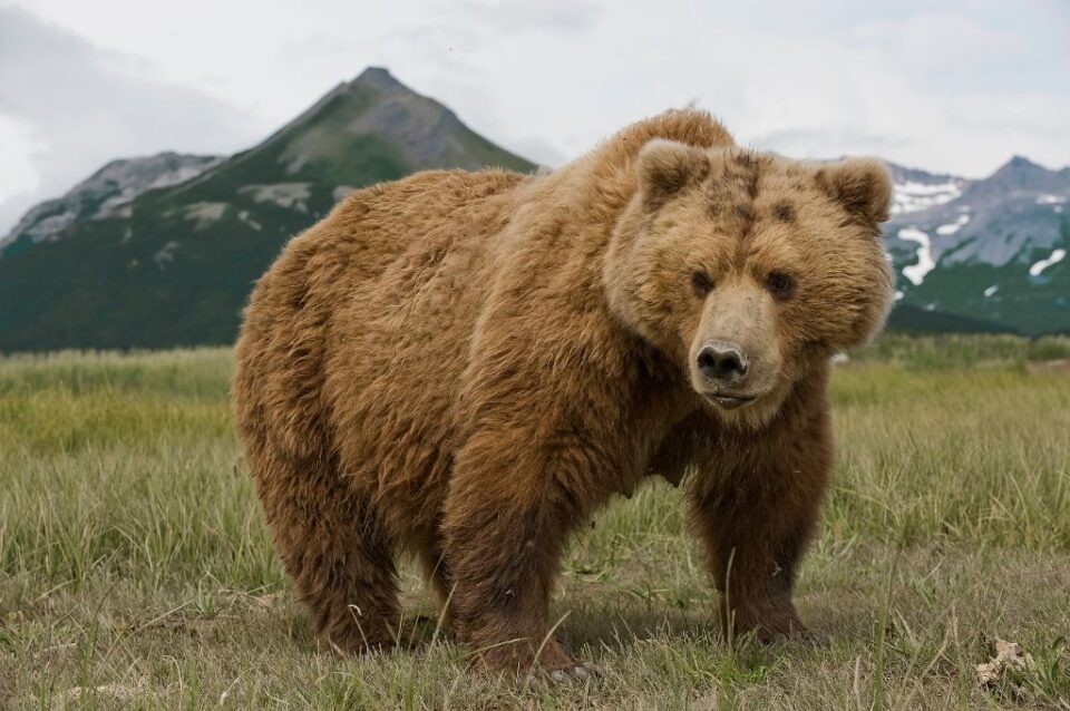 Are there Still Grizzly Bears in Colorado? - UponArriving